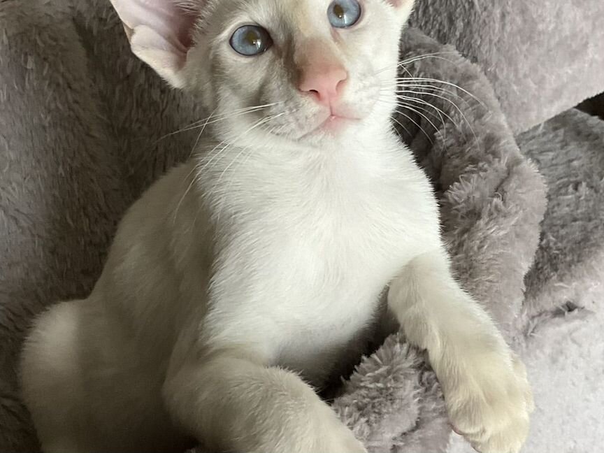Ориентальный котенок