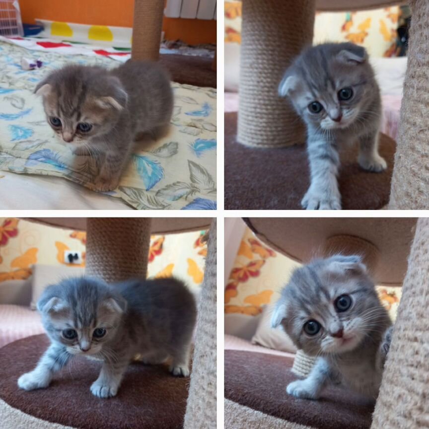 Шотландские вислоухие котята