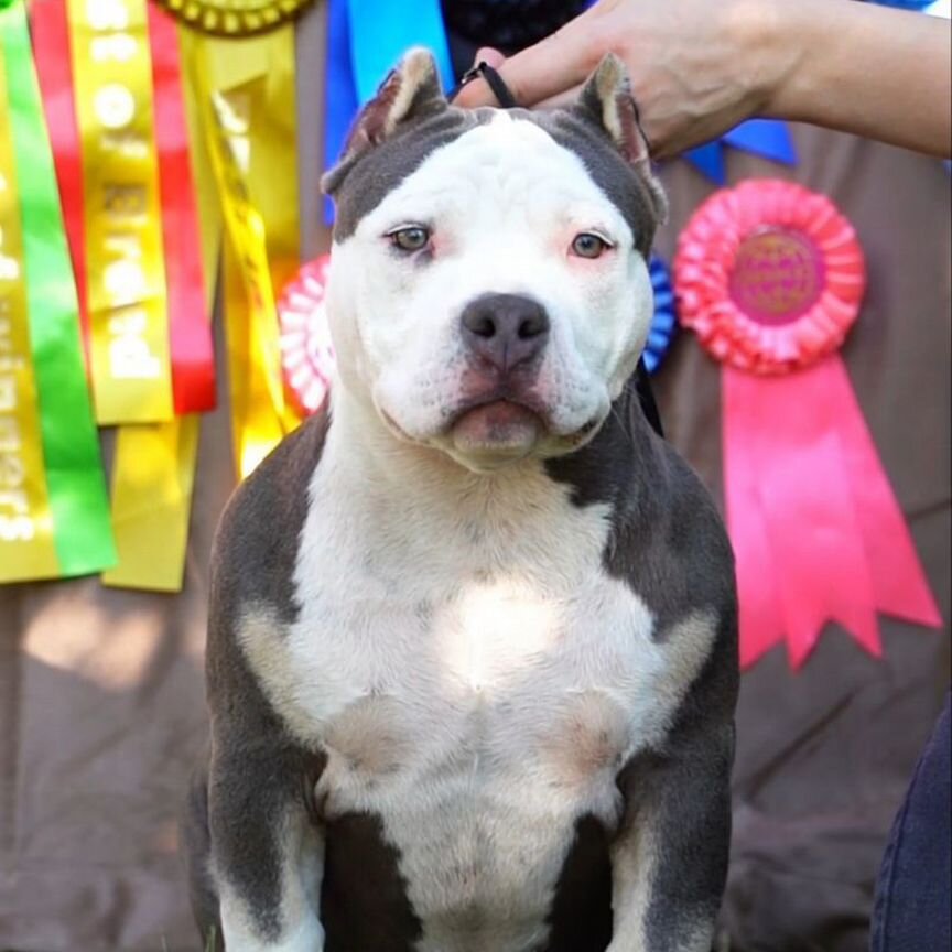 Шикарная девочка Американский Булли шоу формат