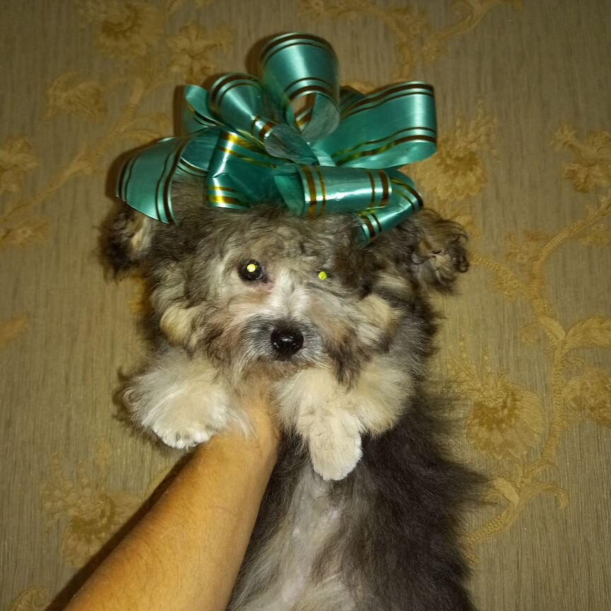 Щенки мальтипу девочка редкого окраса