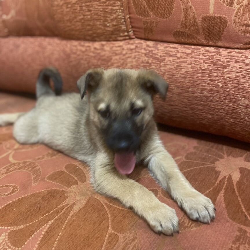 Щенок мальчик в добрые руки