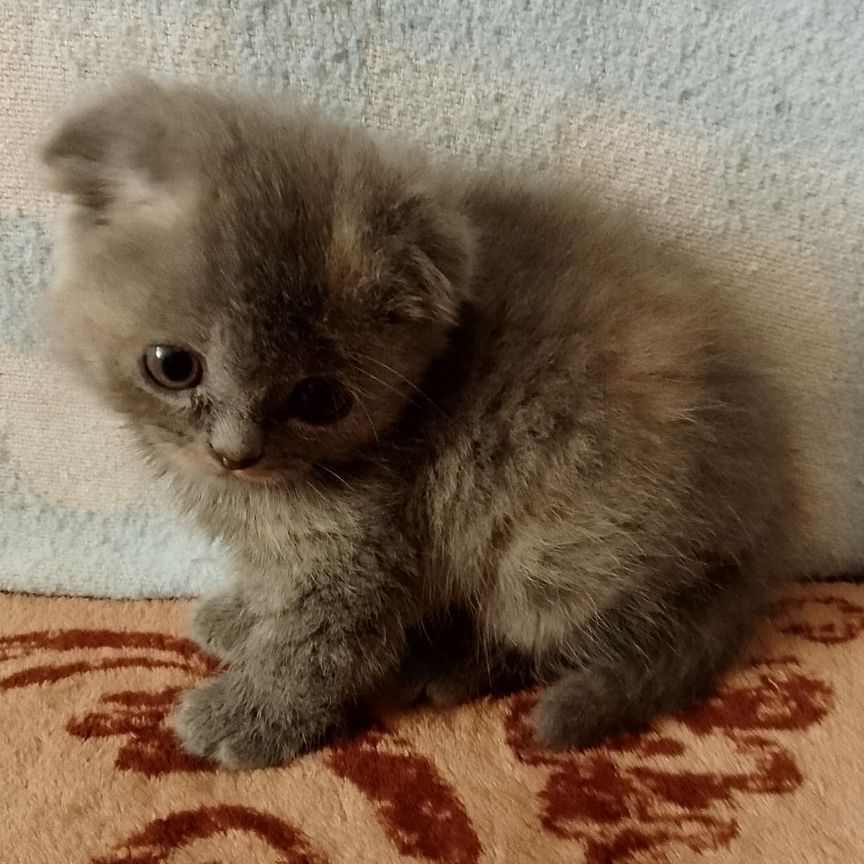 Шотландский вислоухий короткошёрстный котёнок