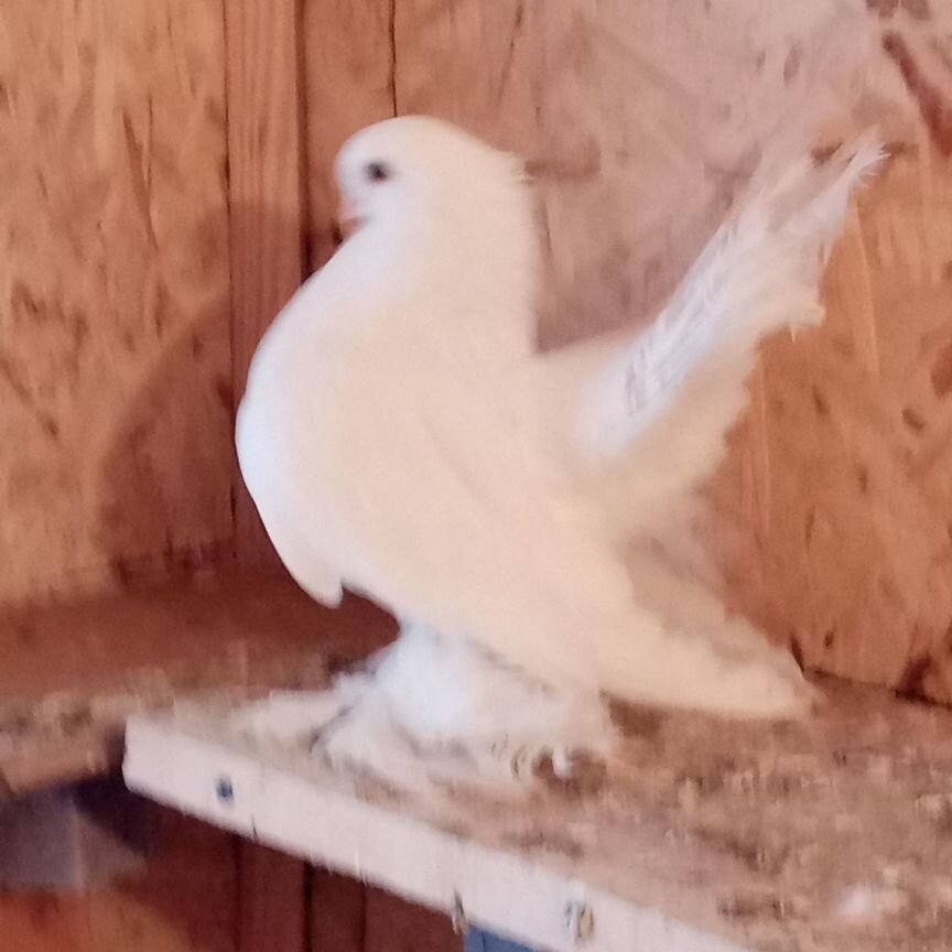 Статный голубь