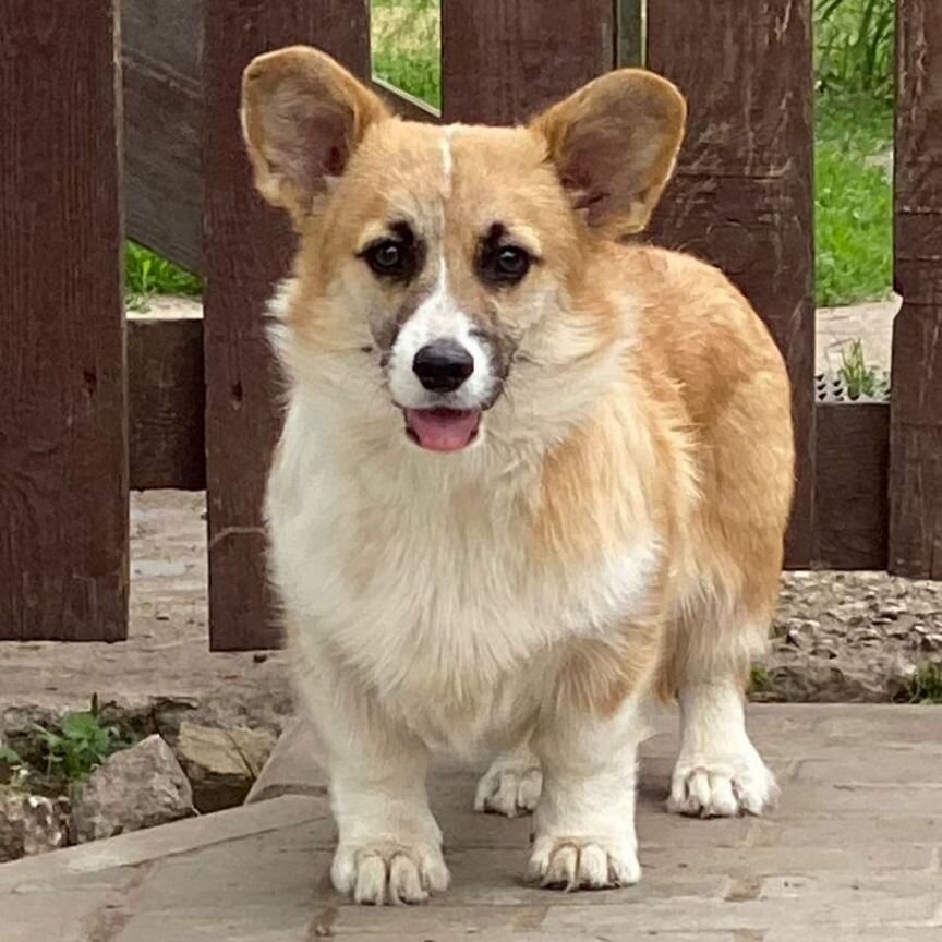 Щенок вельш корги пемброк