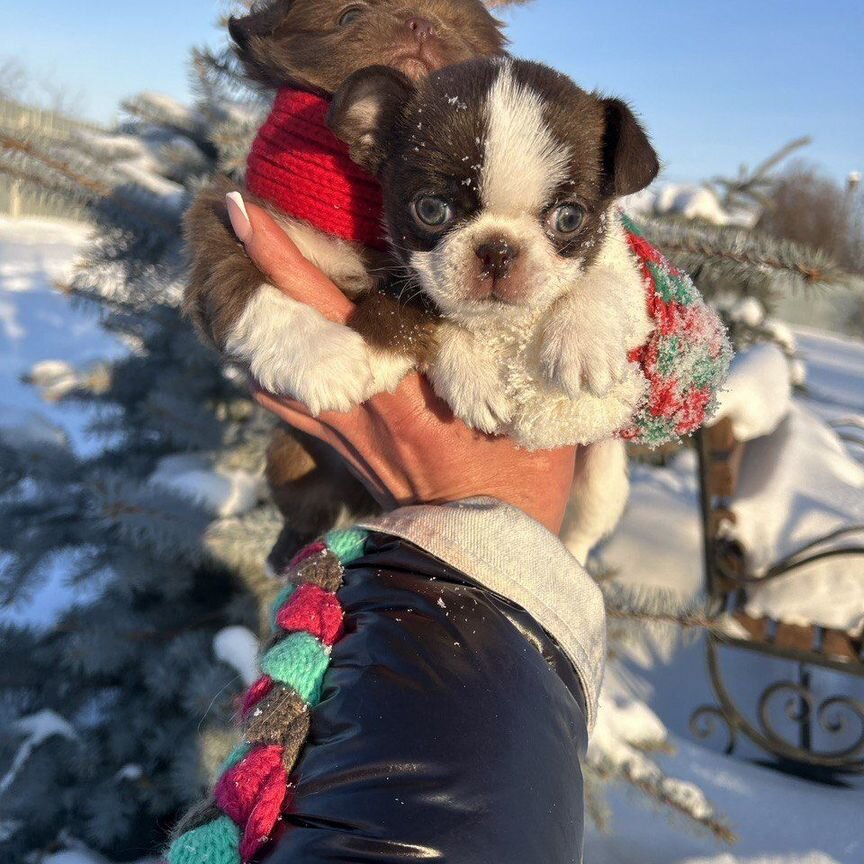 Чихуахуа, щенок