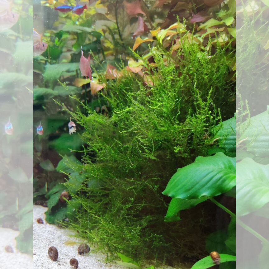 Аквариумные растения