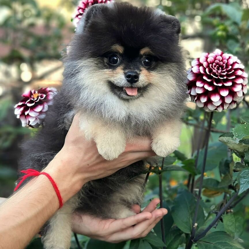 Померанский шпиц, щенок