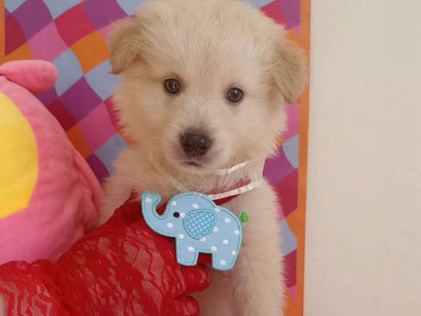 Шикарный щенок