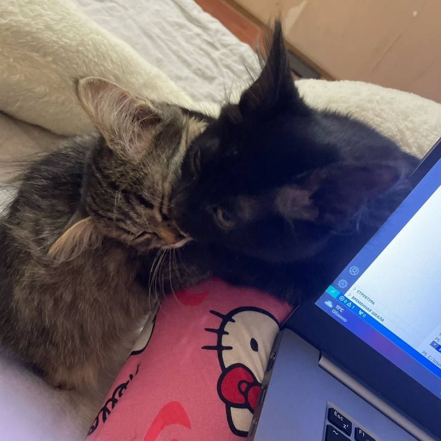 Котята мальчик и девочка