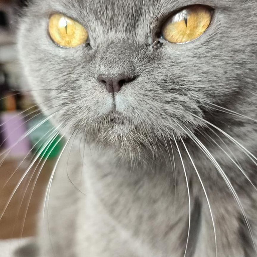 Шуша британка