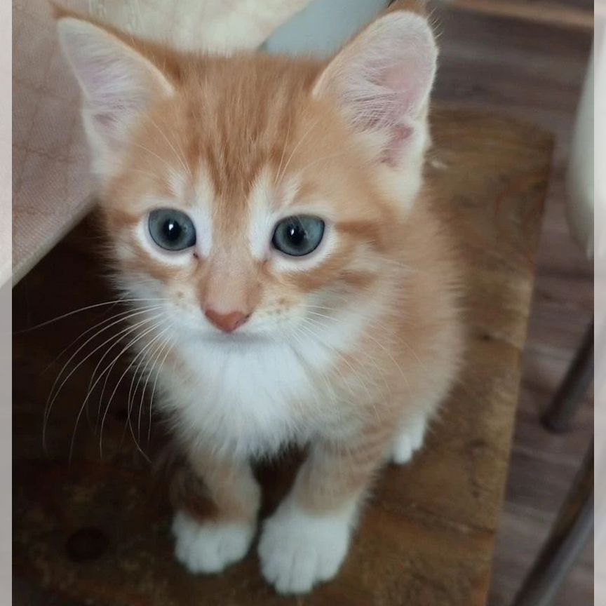 Котёнок в добрые руки