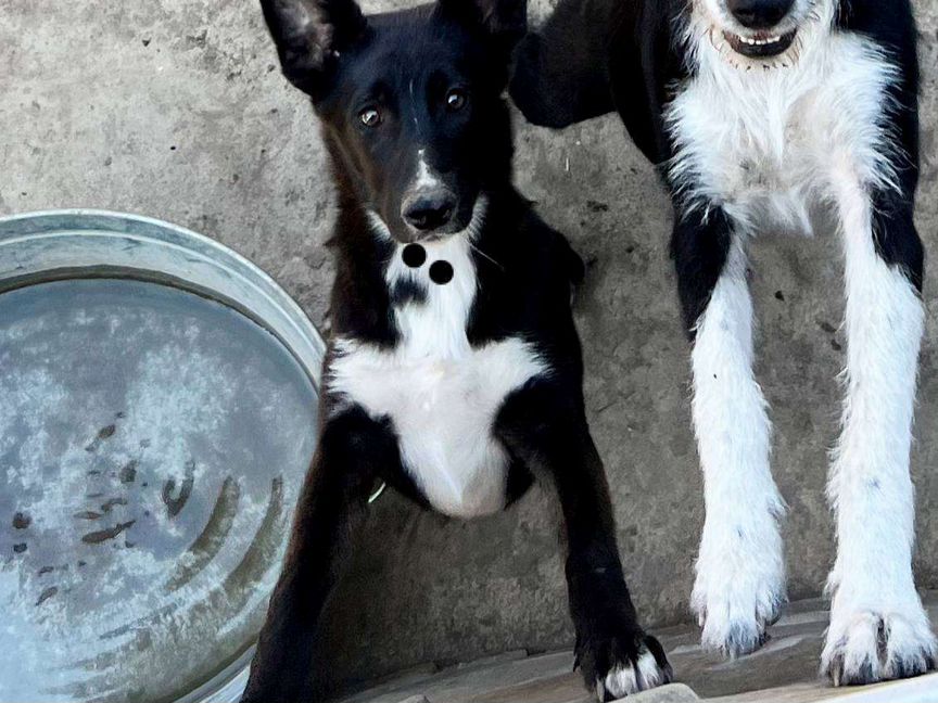 Собака в добрые руки