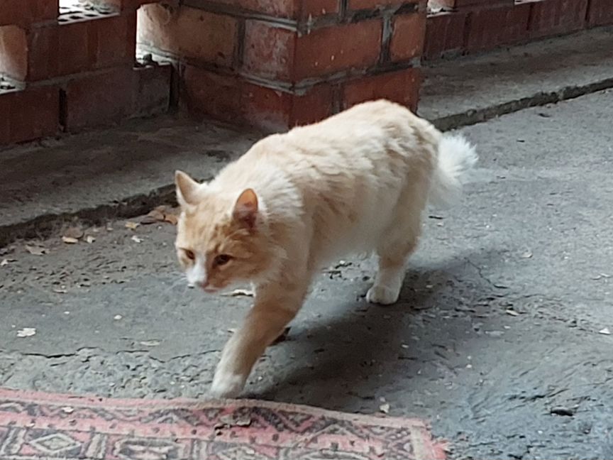 Добрый котик в добрые руки