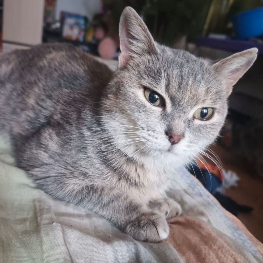 Взрослая, Девочка кошка в добрые руки