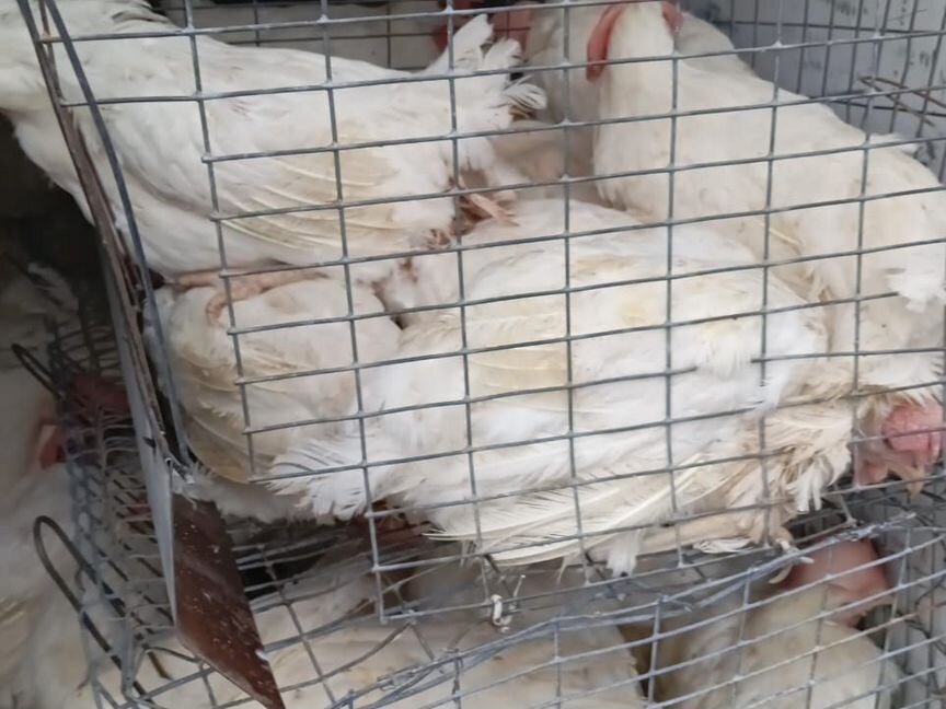 Куры несушки легорн