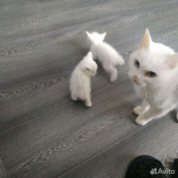 Белоснежный котенок 1месяц