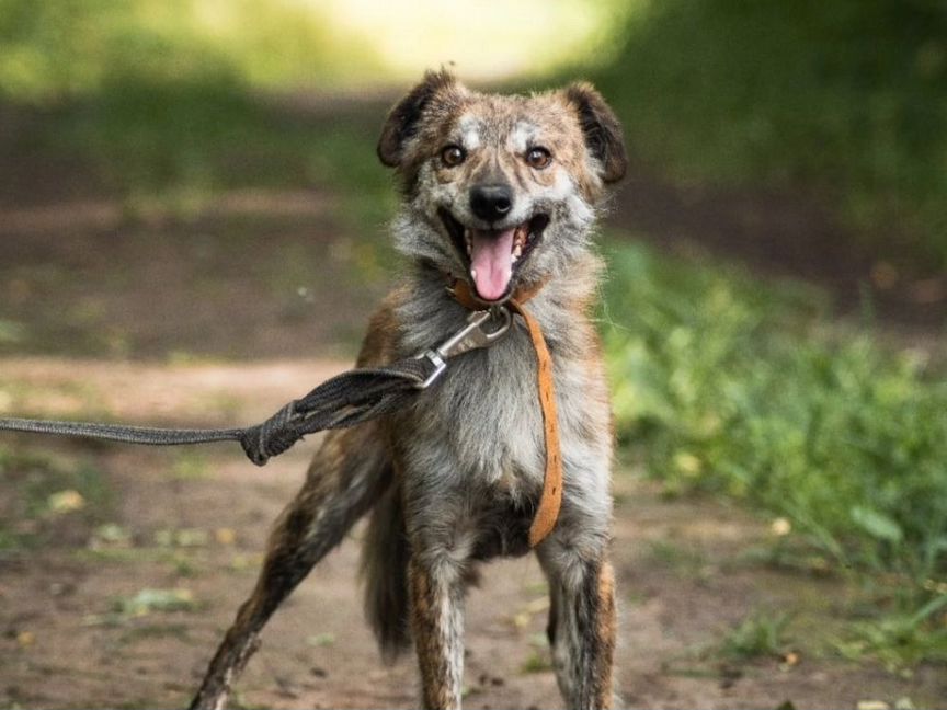 Маленькая собака