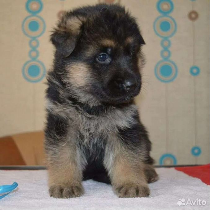 Щенок Немец