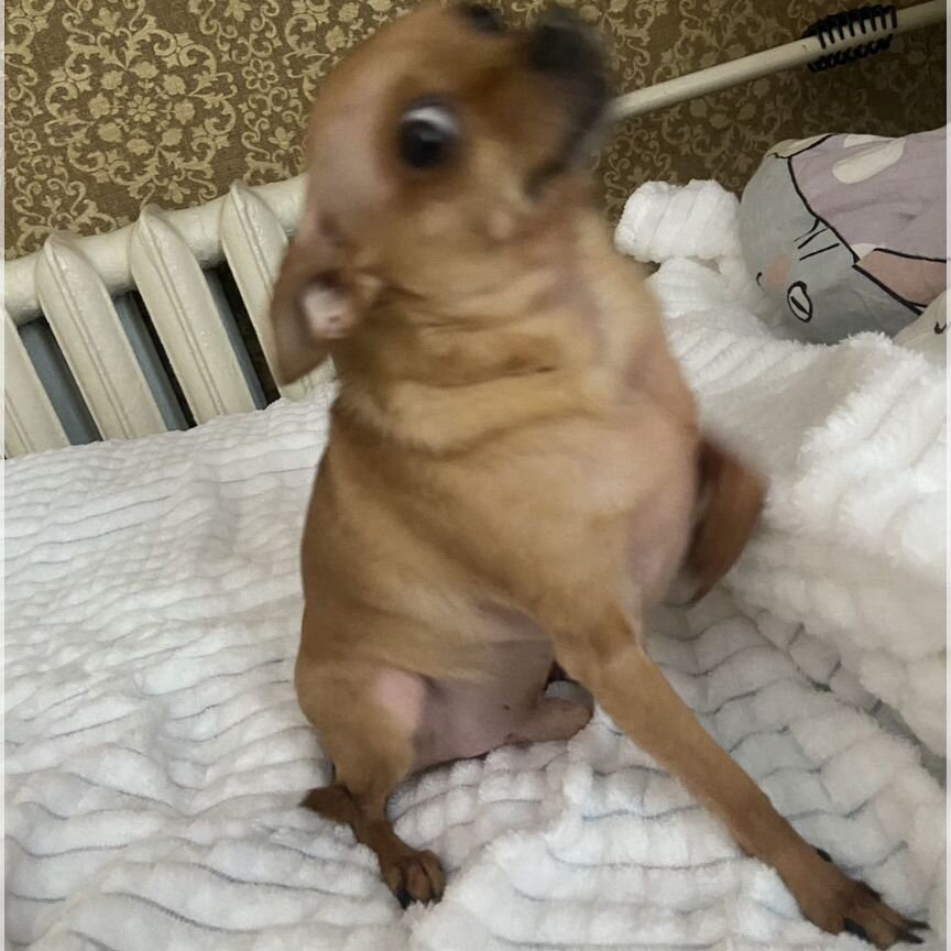 Русский той-терьер, взрослый пёс