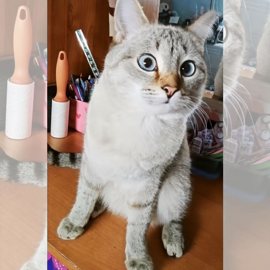 Тайский котёнок