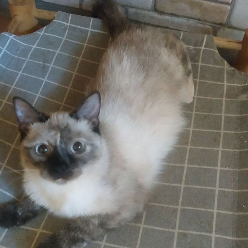 Кошки в добрые руки бесплатно