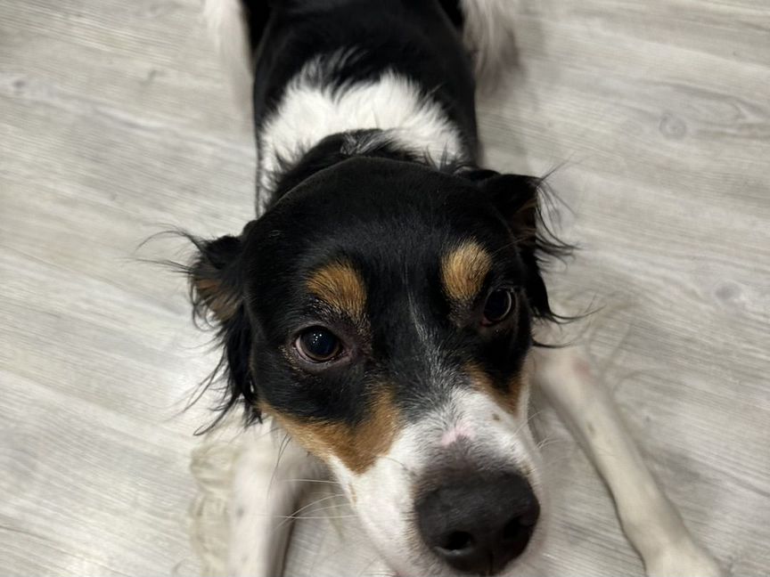 Собака в добрые руки