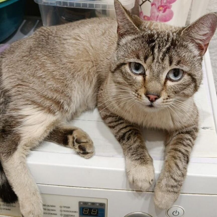 Котик
