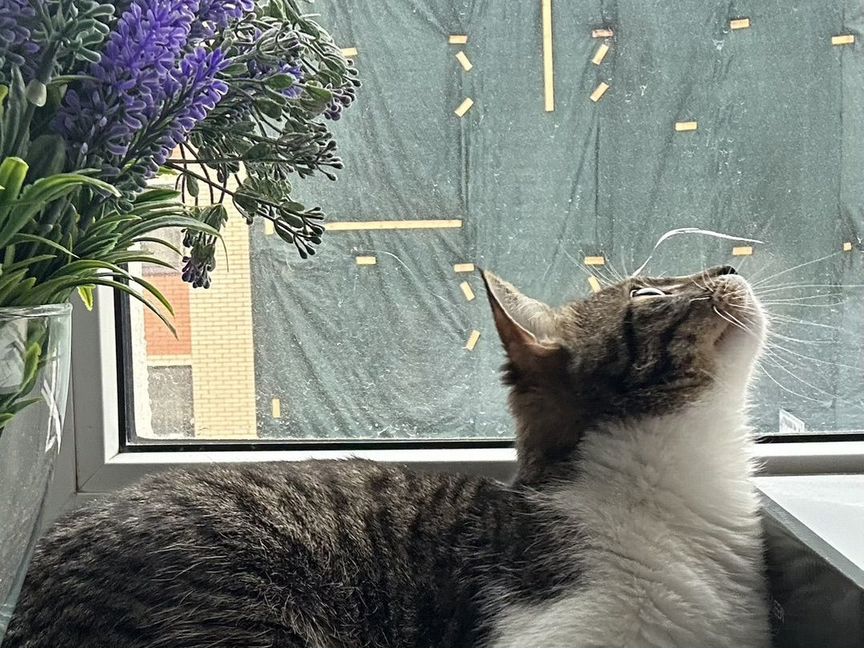 Кошка