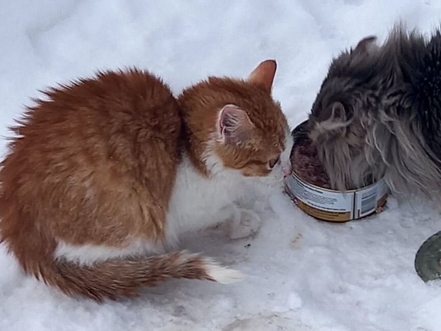 Котенок мальчик брошенный на дачах выживает