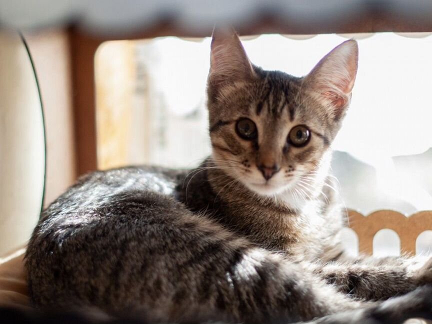 Котенок шпротик