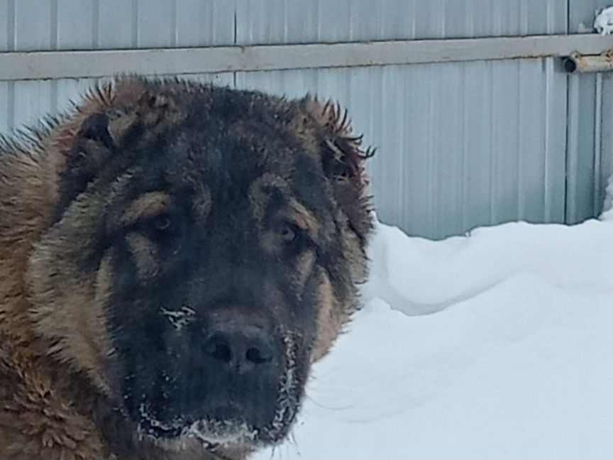 Щенки азиатской овчарки