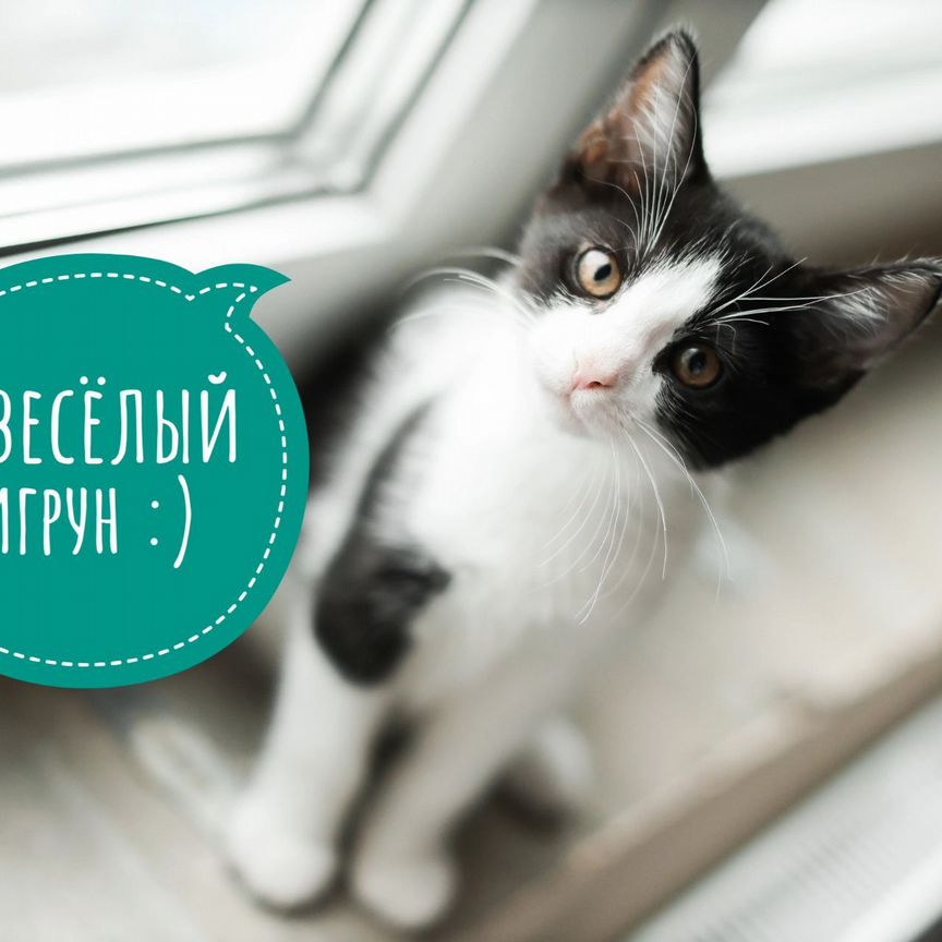 Весёлый маленький котенок ищет дом