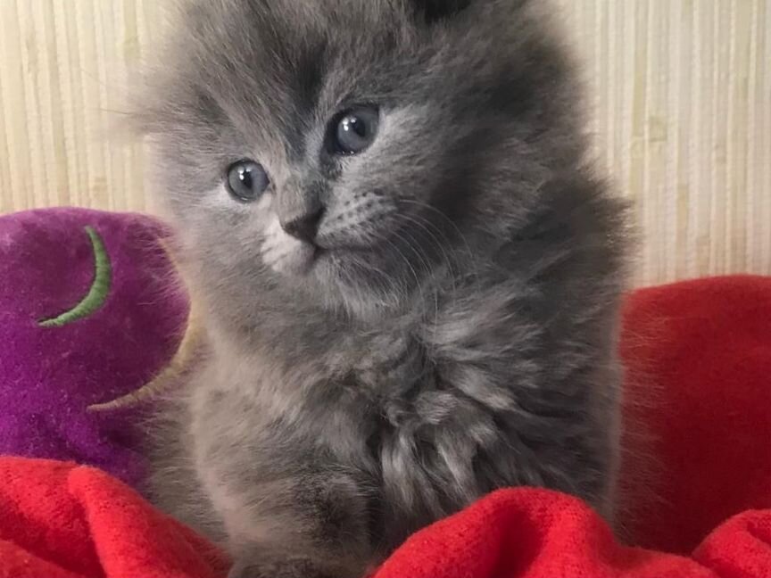 Котята