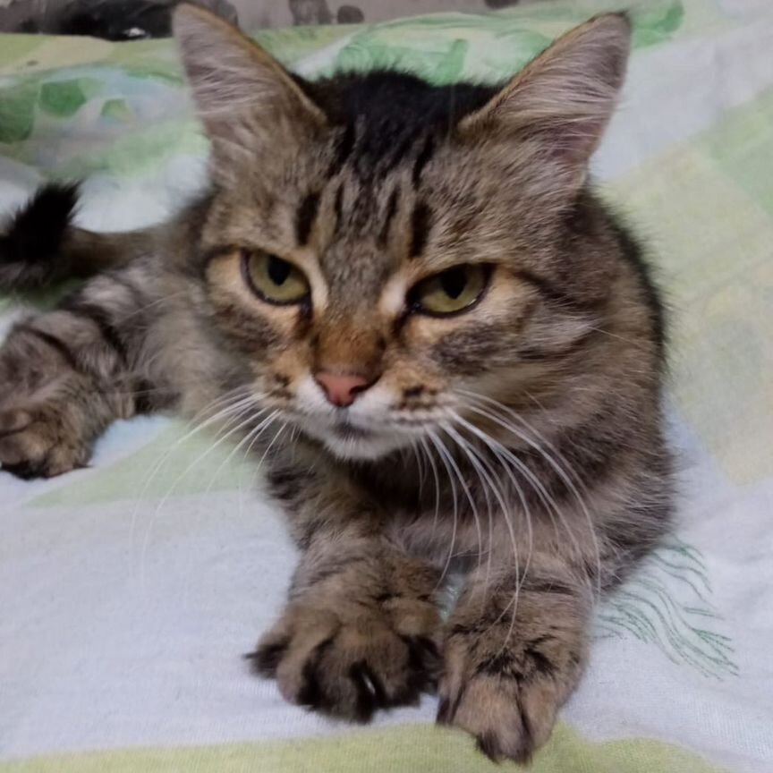 Сибирская кошка, взрослая