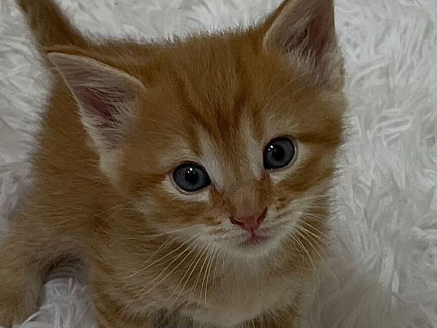 Котята
