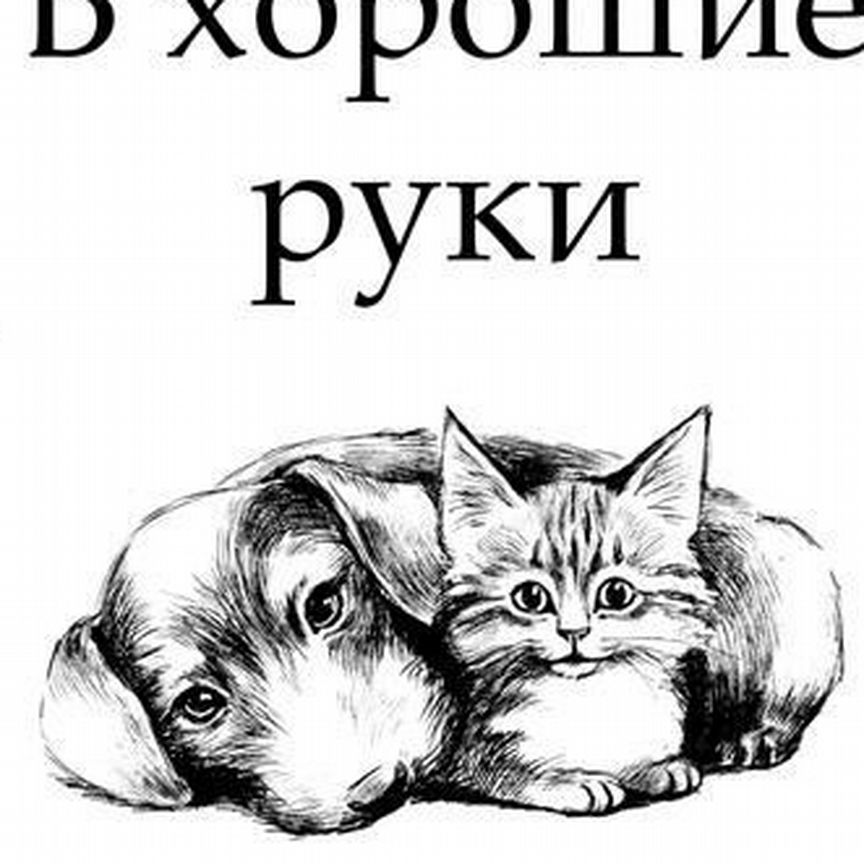Помесь овчарки