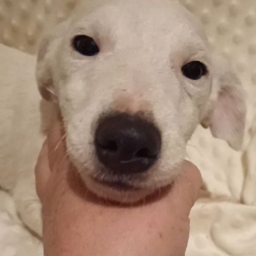 Джек-рассел-терьер, щенок