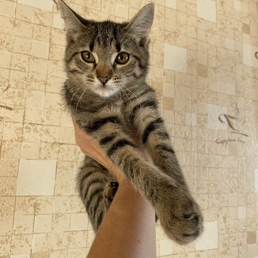 Котенок в добрые руки
