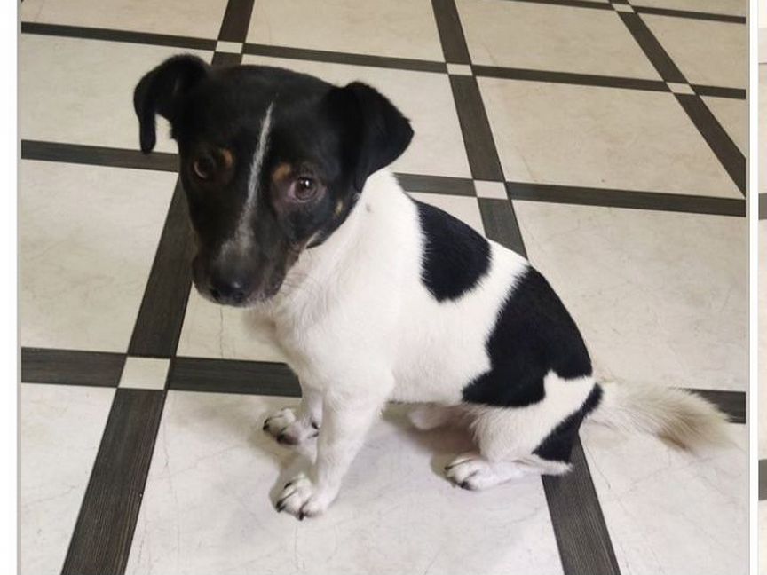 Маленькая собака в добрые руки бесплатно