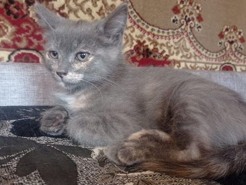 Кошечка в добрые руки