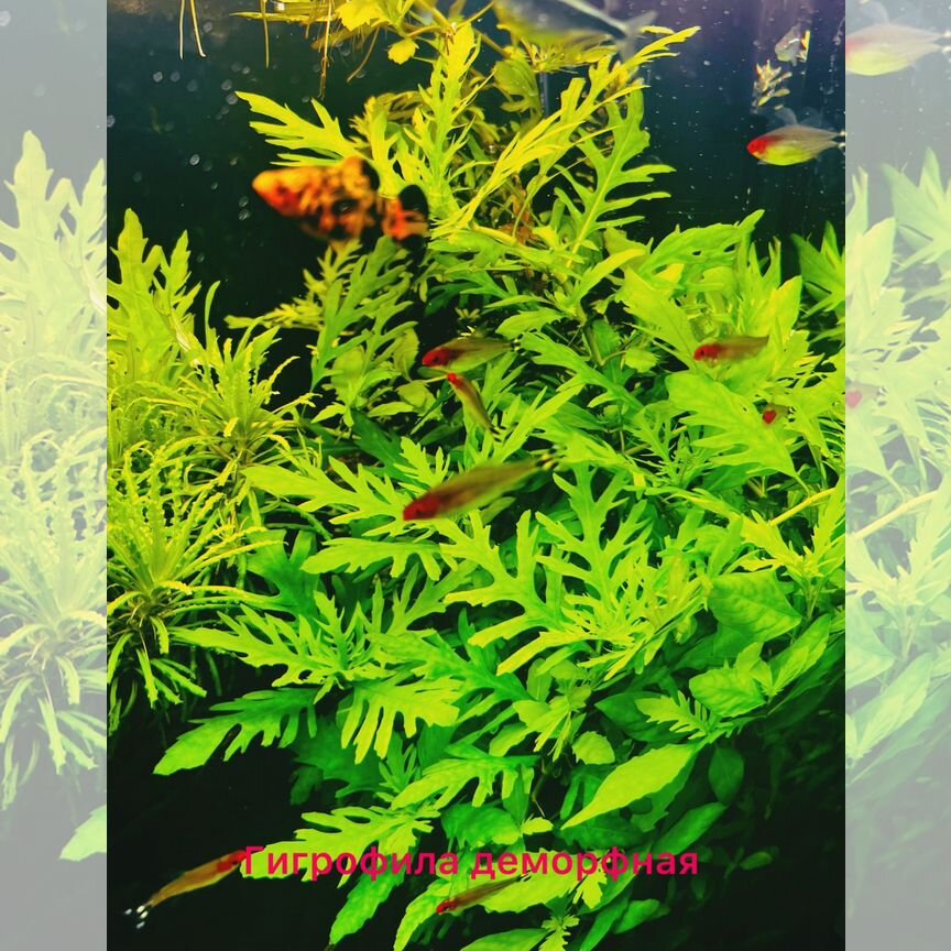 Аквариумные растения