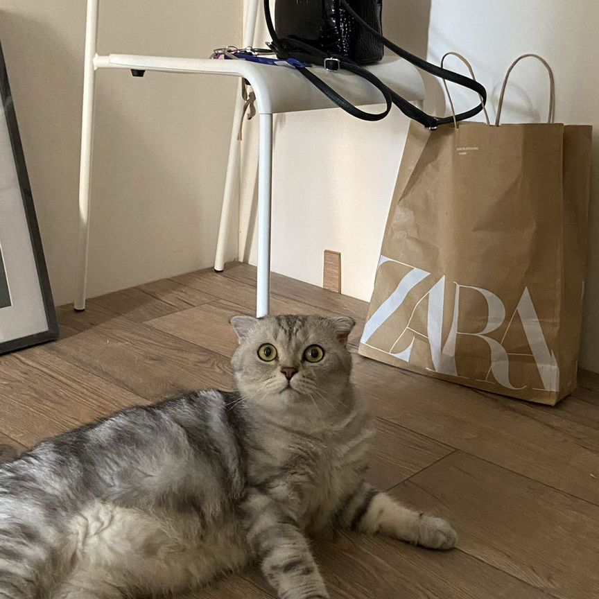 Отдам в добрые руки котика