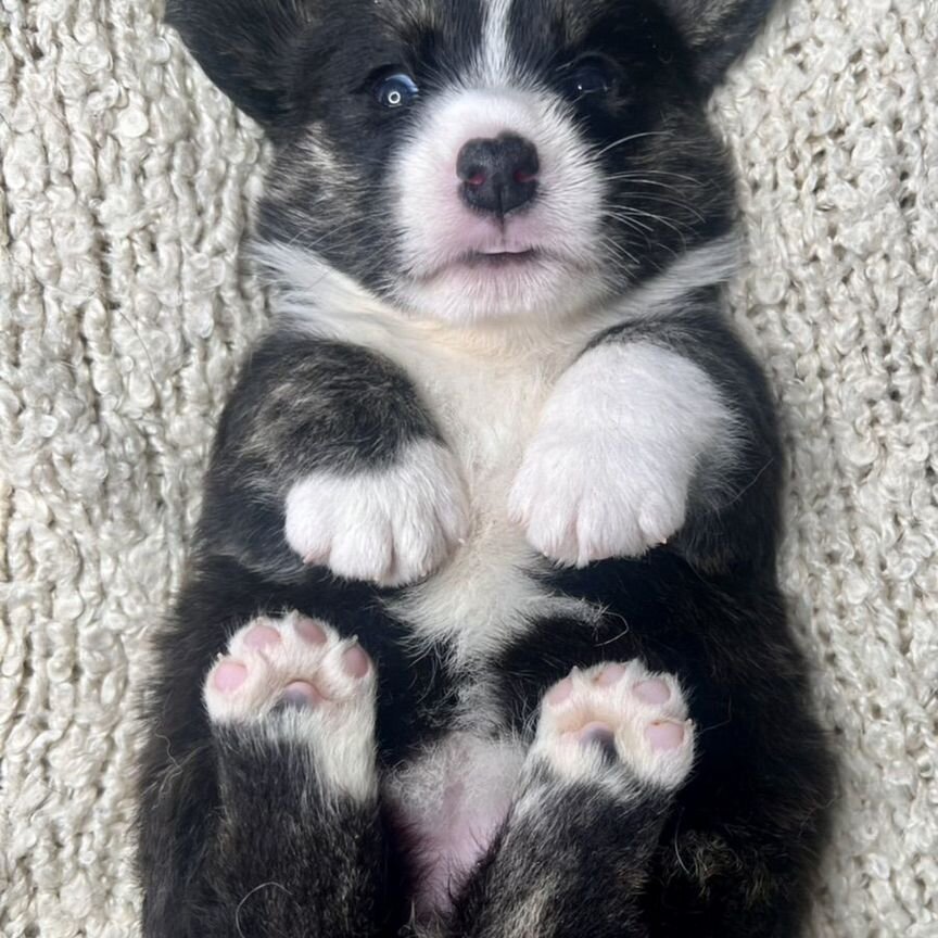 Вельш-корги кардиган