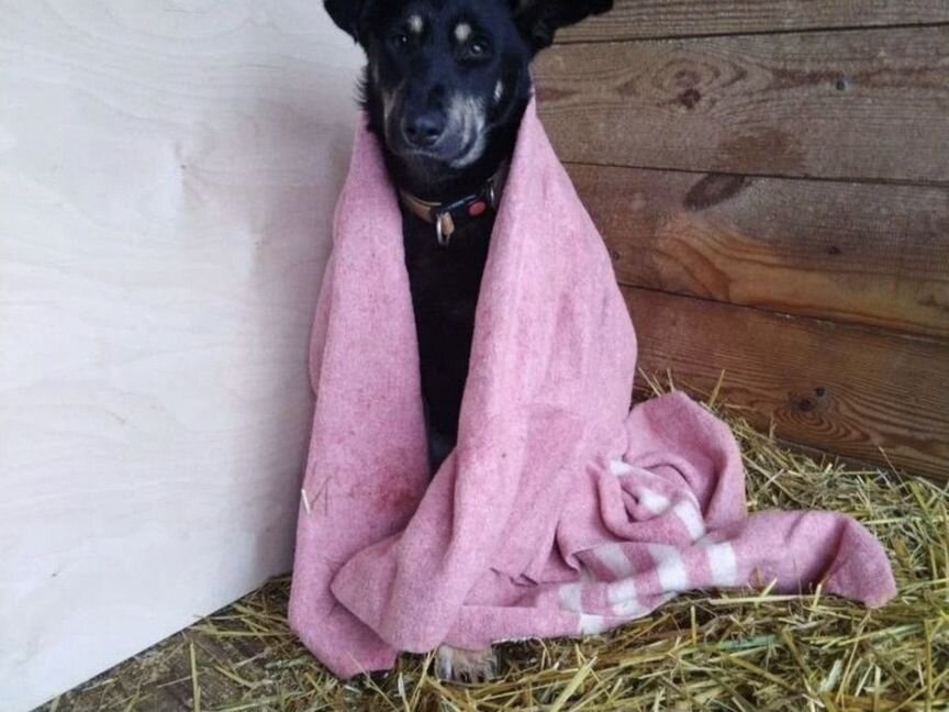 Молодой красавчик в поисках дома