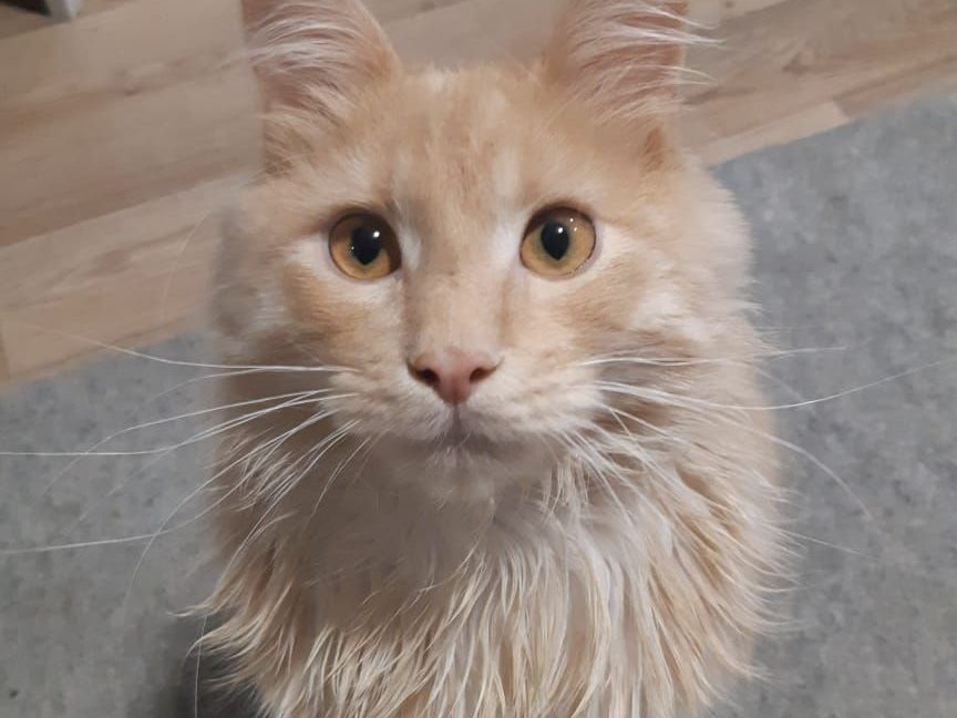 Котёнок 6,5 месяцев