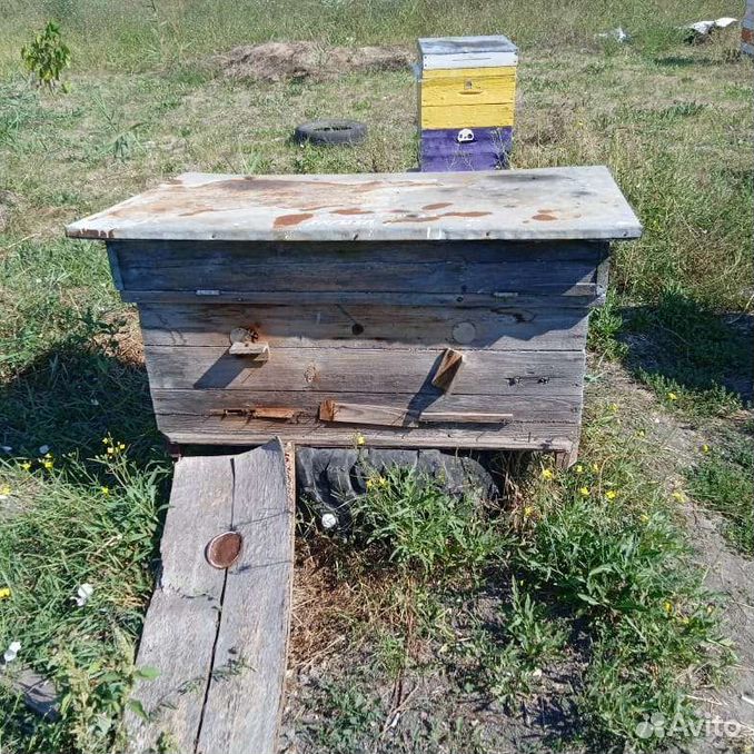 Пчелосемьи