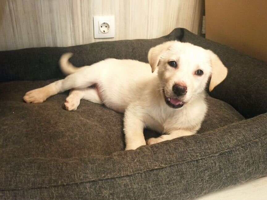 Щенок в добрые руки