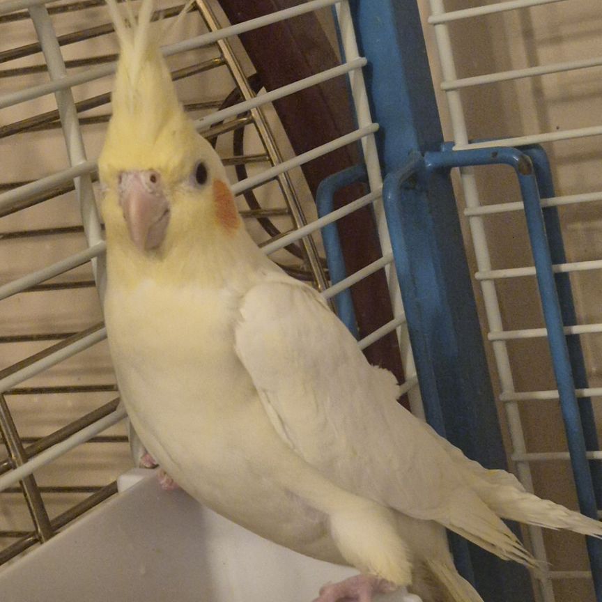 Попугай корелла детишки