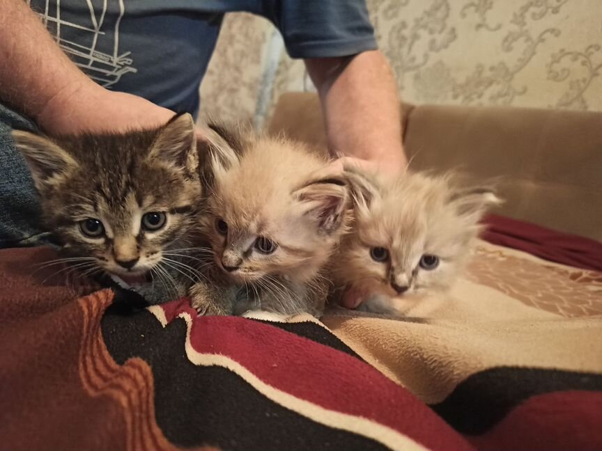 3-е котят в добрые руки
