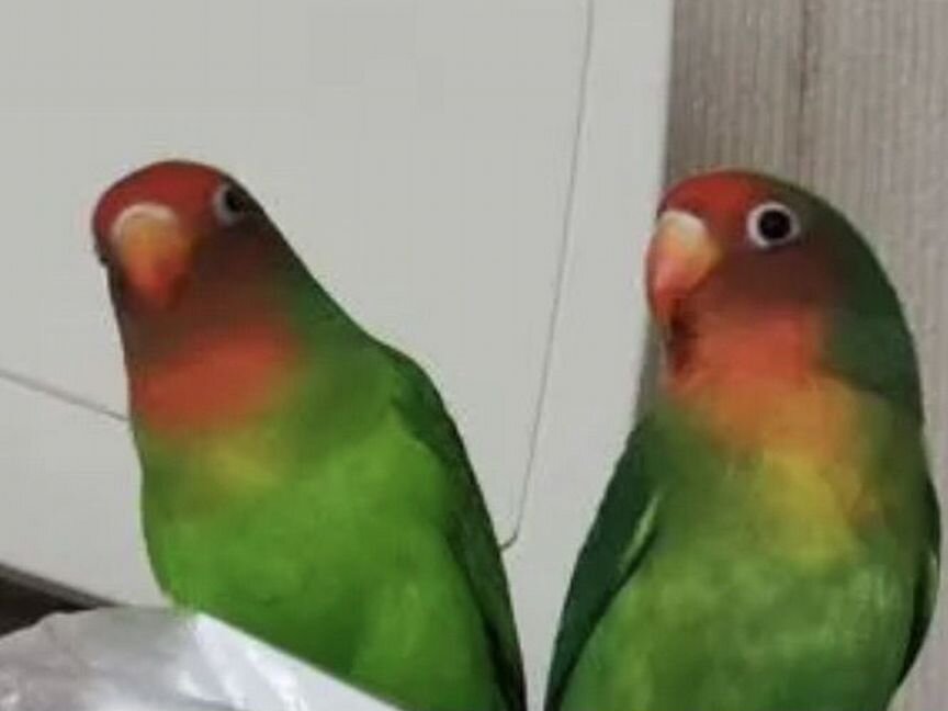 Неразлучники